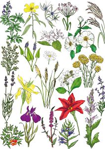 Clémence Monot - Marie Bastille Marie Bastille